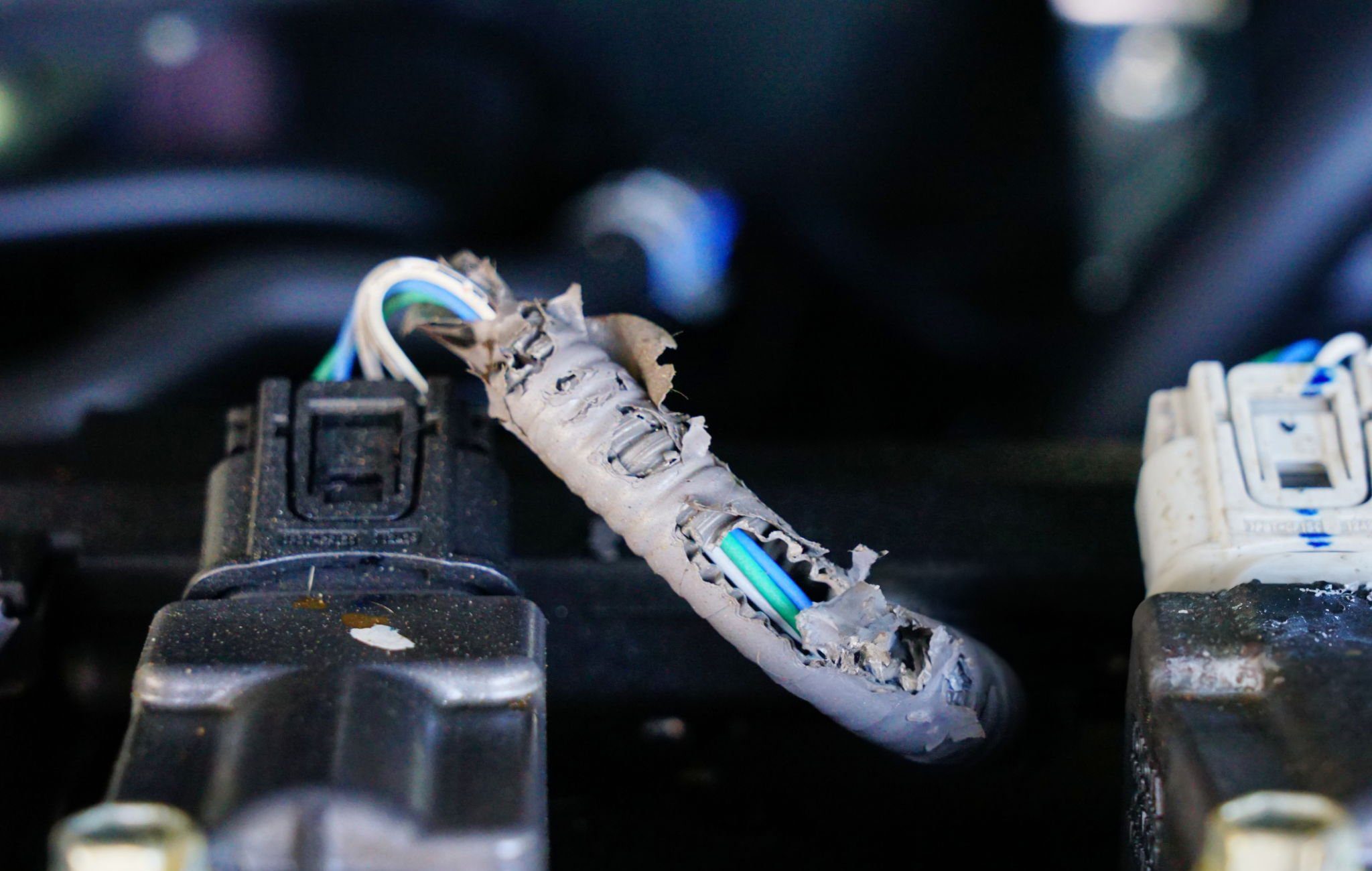 Rodent Infestation - Dragon Automotives